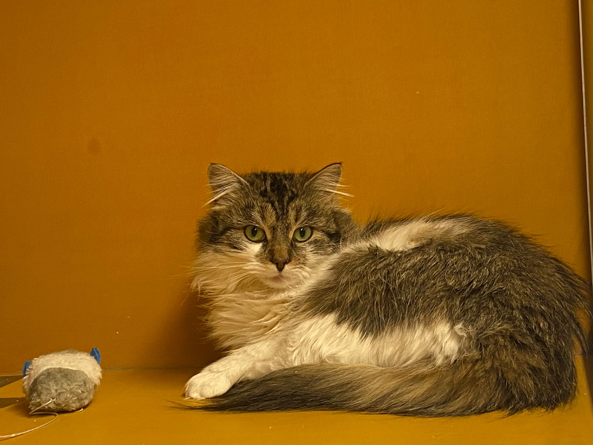 Malla1 – www.ksey.net