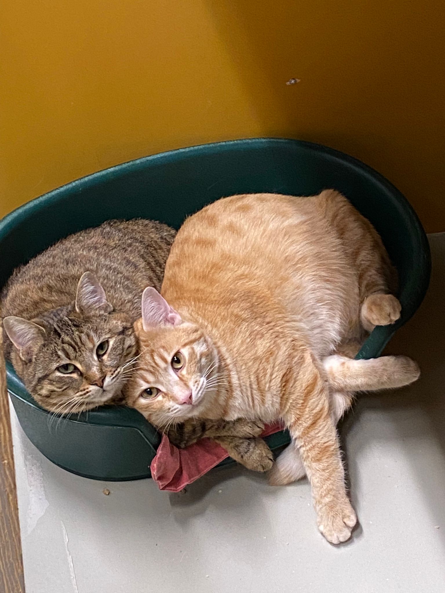 rhea ja ares – www.ksey.net